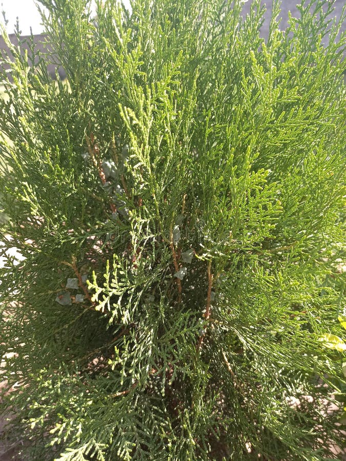 Fresh Saro tree in home stock photo. Image of herb, spruce - 219879990