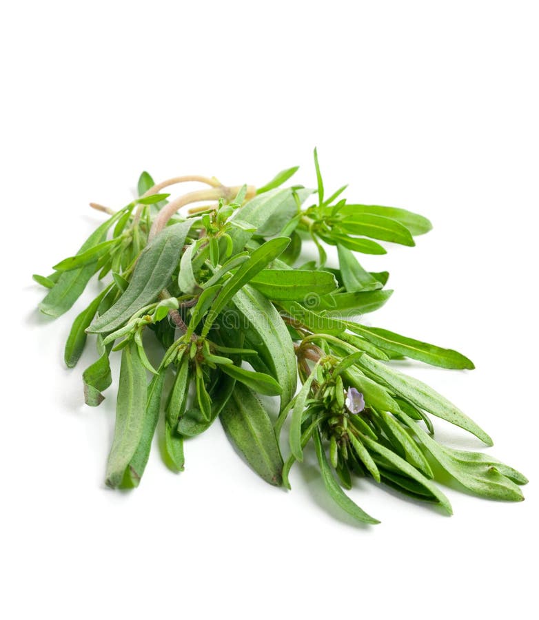 Summer savory stock photo. Image of herbal, summer, flavor - 13926236