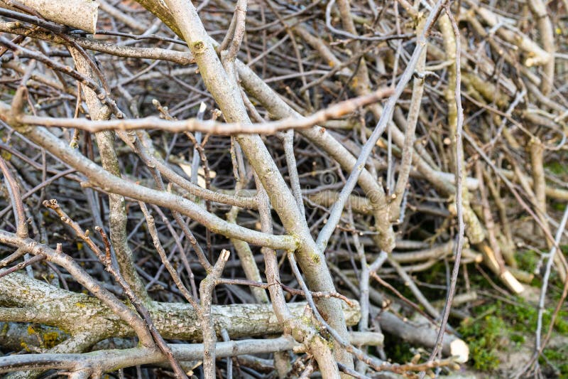 Fresh Sawn Branches of Walnut Tree at Ground Stock Image - Image of ...