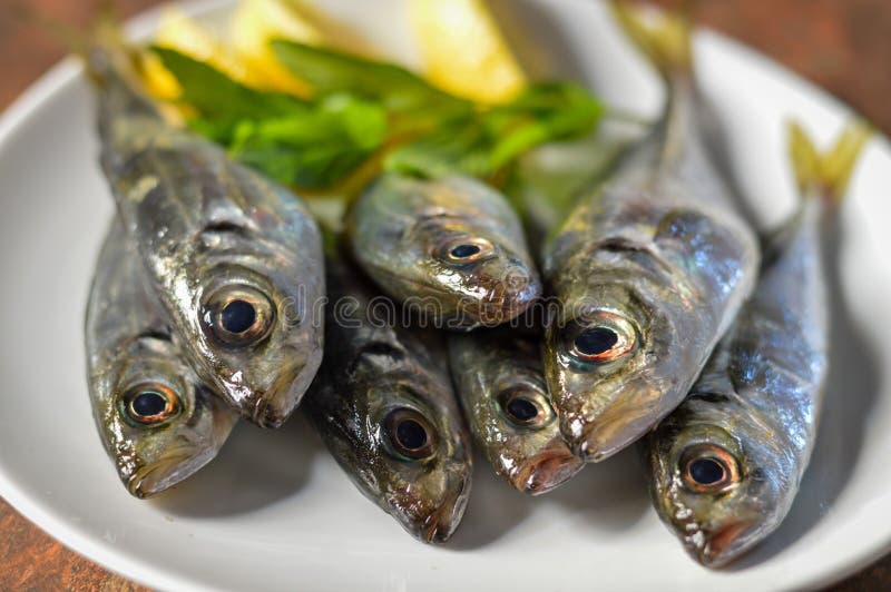 Fresh scad fish stock photo. Image of fish, seafood, fresh - 83538268