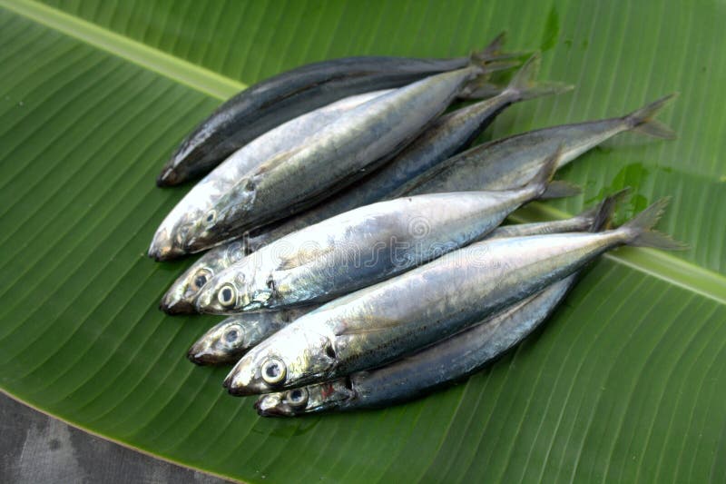 Fresh Scad stock photo. Image of food, scientific, catch - 58972970