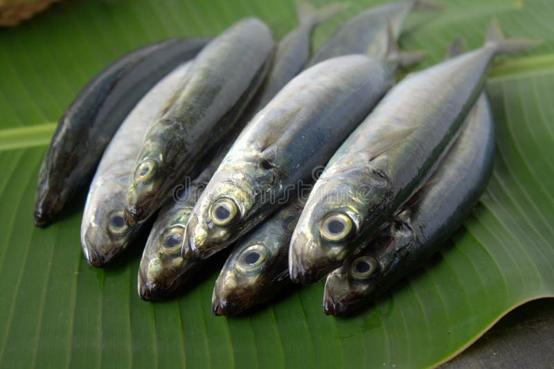 Fresh Scad stock image. Image of protein, basung, fish - 58973371