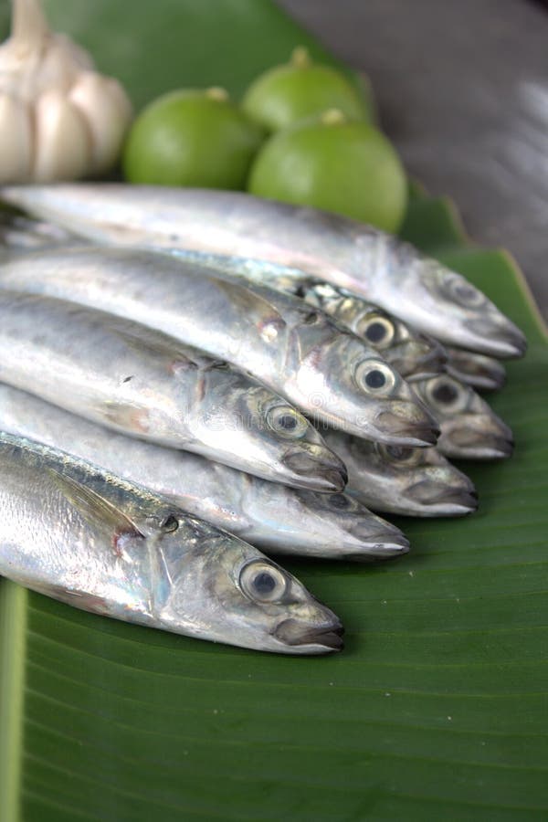 Fresh Scad stock photo. Image of catch, scientific, cuisine - 58973536