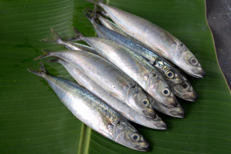 Fresh Scad stock image. Image of seafood, mackerel, japanese - 58974351