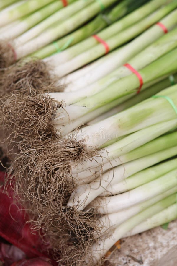 Fresh Scallions stock image. Image of health, scallion - 21852055