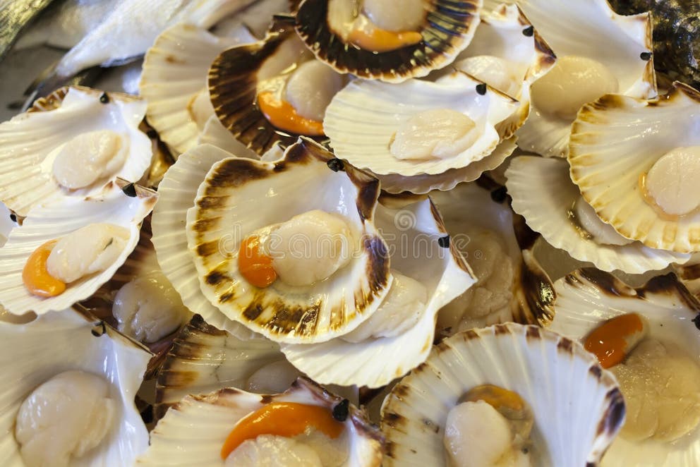 Fresh Scallops on Fish Market Stock Image - Image of meal, scallops ...