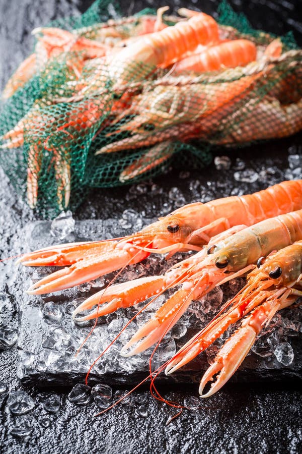 Fresh scampi on ice stock photo. Image of dining, shellfish - 51513784