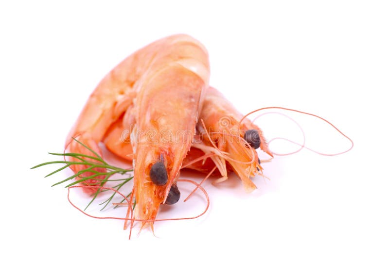 Fresh scampi stock photo. Image of recipe, delicious - 30404136