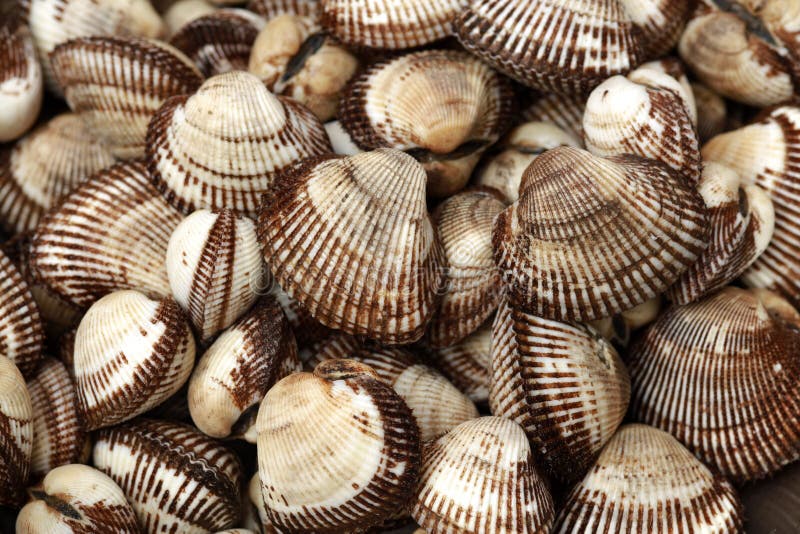 Scapharca subcrenata stock image. Image of studio, healthy - 144067379