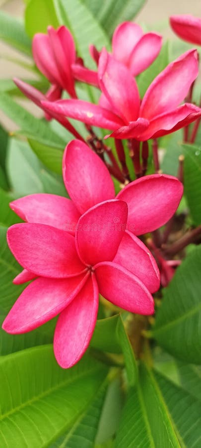 A Fresh Scarlet Plumeria Under Morning Rain. Stock Photo - Image of ...