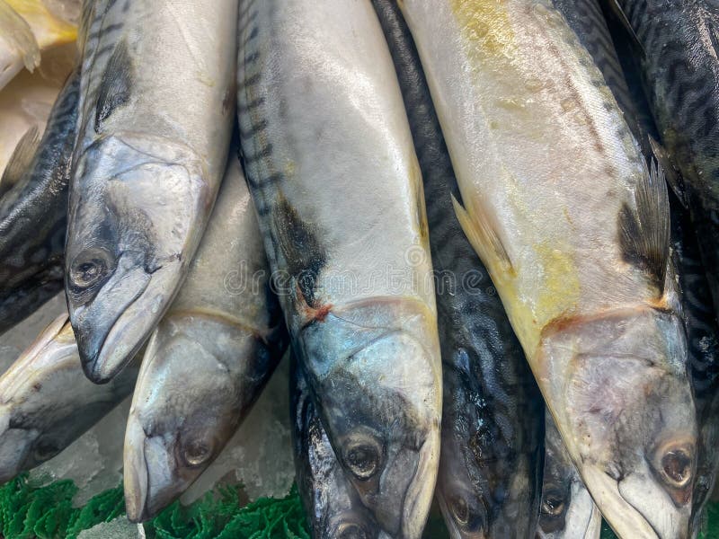 Fresh Scomber or Atlantic Mackerel Stock Image - Image of runner, life ...
