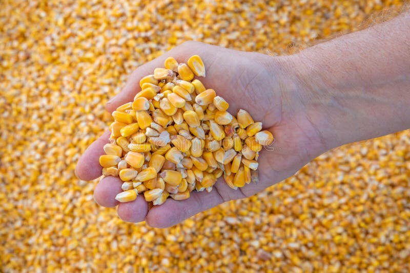 Fresh Scoop of Corn Kernels in Hand, Straight Down Stock Photo - Image ...