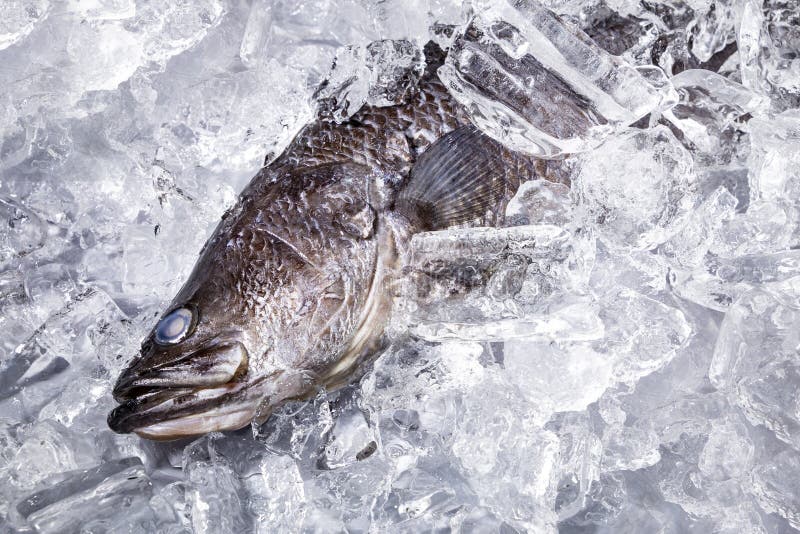 Fresh Sea Bass Fish on Ice on a Black Stone Table Top View Stock Image ...