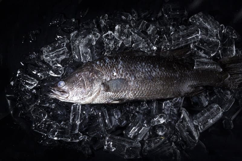 Fresh Sea Bass Fish on Ice on a Black Stone Table Top View Stock Photo ...