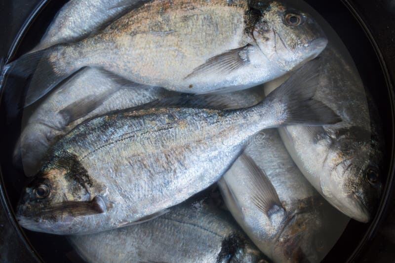 Fresh sea bream fish stock image. Image of mediterranean - 172347571
