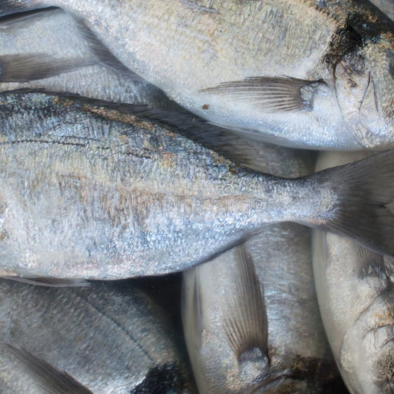 Fresh sea bream fish stock image. Image of aurata, cooking - 172347747