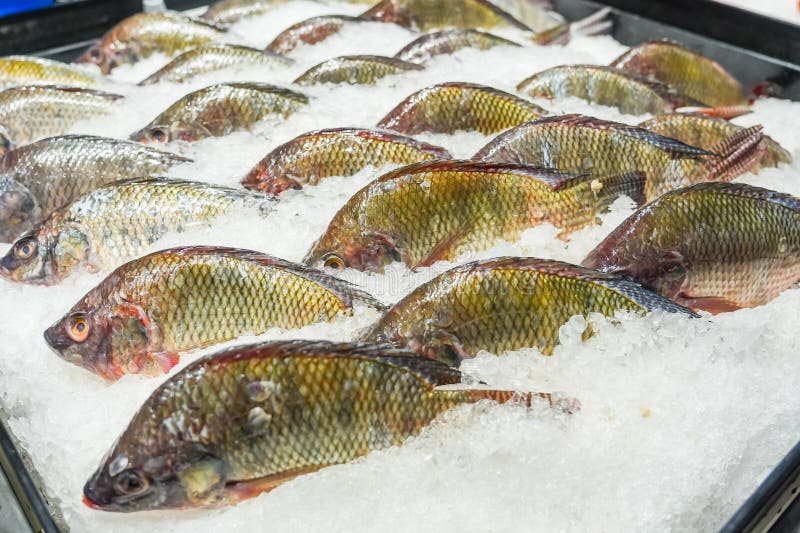 Fresh Sea Crucian Fish in Ice Store Counter Stock Image - Image of ...