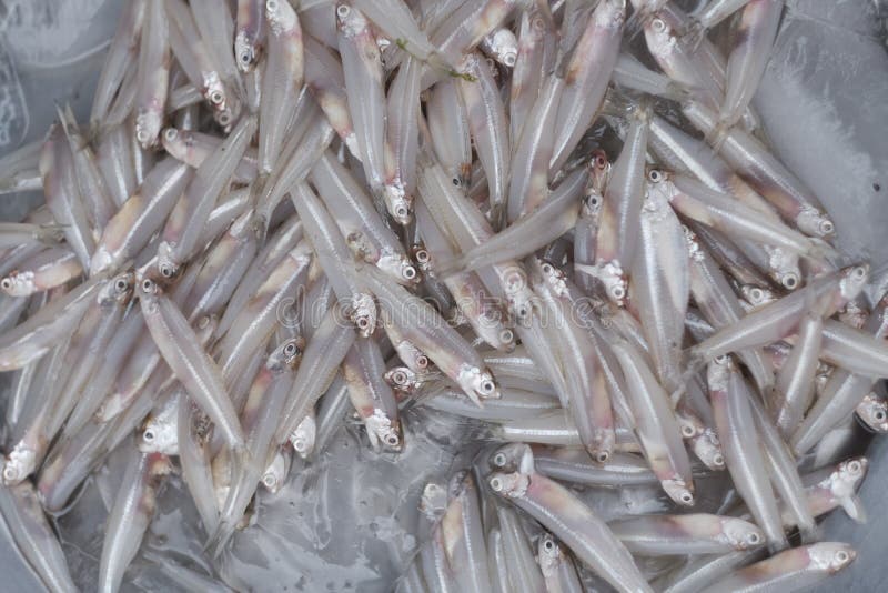 Fresh Sea Fish in a Cup with Ice Stock Image - Image of asian ...