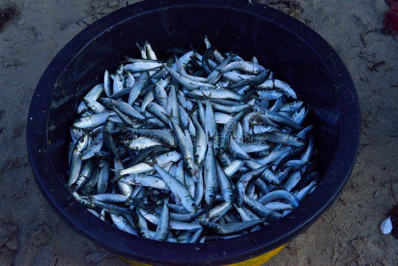Fresh sea fish stock photo. Image of bunch, container - 201517394