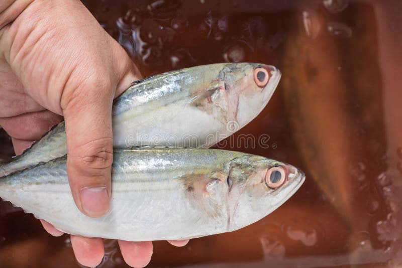 Fish and human hand stock image. Image of outside, fish - 31302131