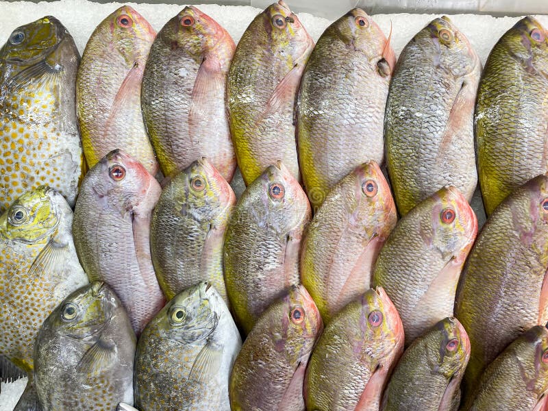 Fresh Sea Fish on Ice in a Seafood Store Stock Photo - Image of ...