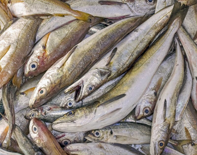 Fresh sea fish stock image. Image of lunch, nutritious - 276873461