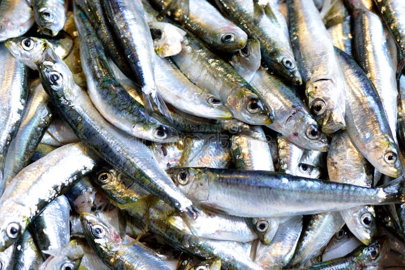 Fresh sea fish stock photo. Image of mullet, gilthead - 32245326