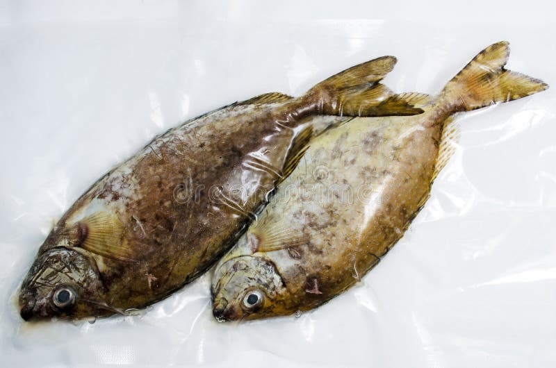 Fresh sea fish stock image. Image of macro, food, close - 61247765