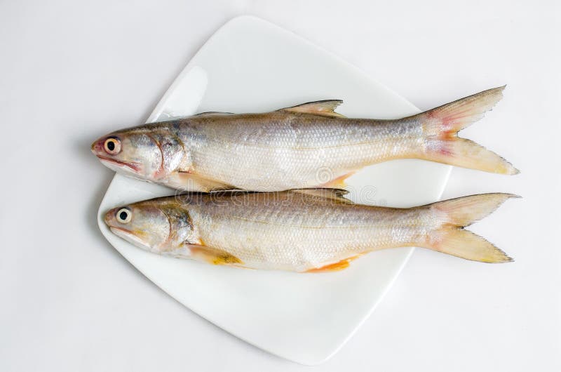 Fresh sea fish stock image. Image of city, foods, macro - 61247789