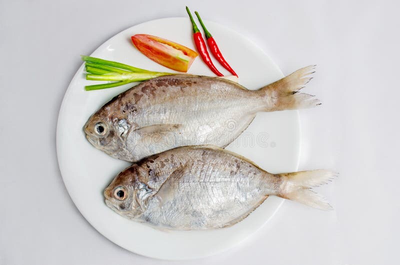 Fresh sea fish stock image. Image of macro, delicious - 61247945