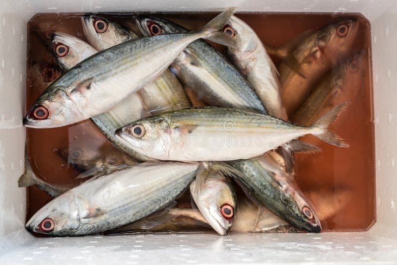 Fresh Sea Fish in White Foam Box Stock Image - Image of protein, ocean ...