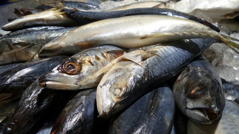 Fresh sea fush stock photo. Image of fish, food, cooking - 56530392