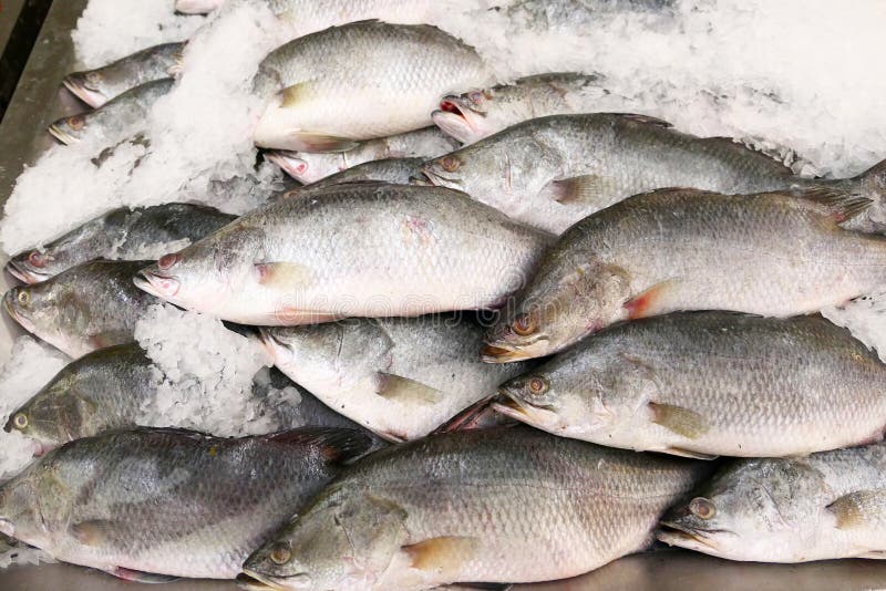 Fresh sea perch stock image. Image of closeup, animal - 135350713