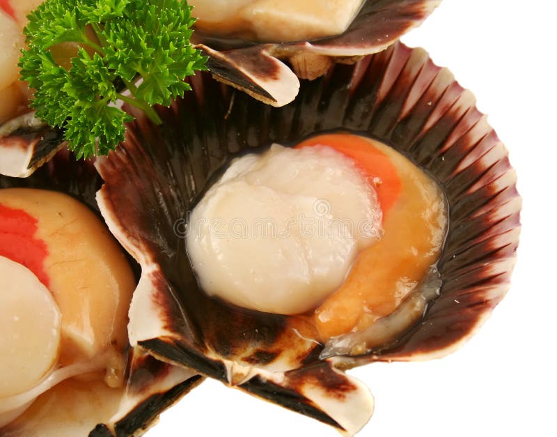 Fresh Sea Scallop stock photo. Image of escalope, shellfish - 6506732