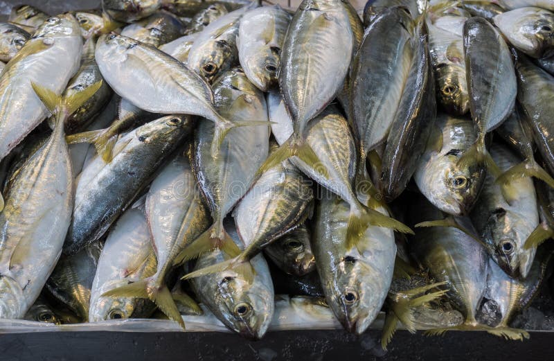Fresh Seafish in Fish Market Sriracha Stock Photo - Image of protein ...