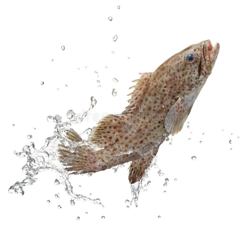 Fish jumping stock photo. Image of splash, jumping, clean - 11475106