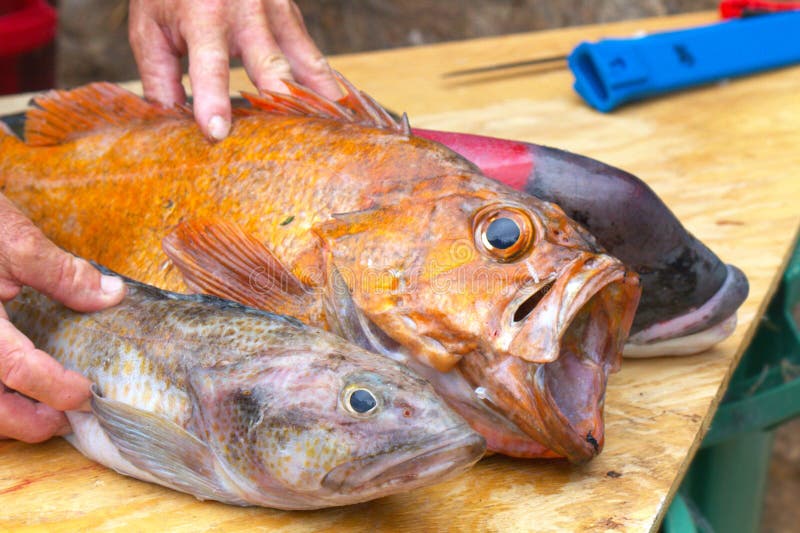 Fresh Seafood stock image. Image of fresh, kitchen, halibut - 59310089
