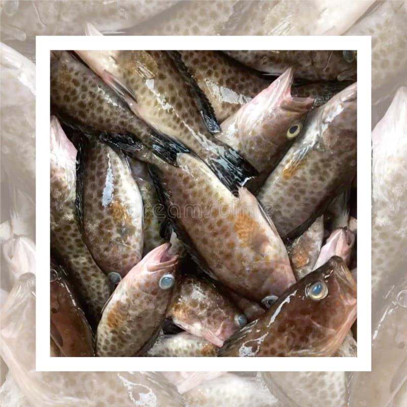 Krapu Fish Stock Photos - Free & Royalty-Free Stock Photos from Dreamstime