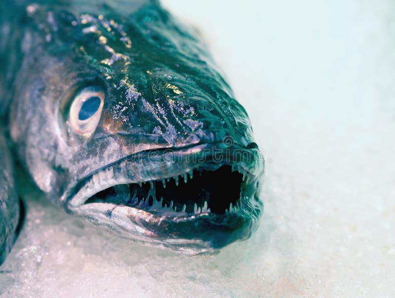 Hake Fish Head Stock Photos - Download 162 Royalty Free Photos