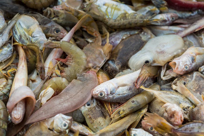 Fresh seafood stock photo. Image of dinner, calamari - 69327746