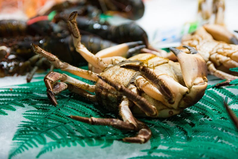 Fresh Seafood Crab on Display Stock Photo - Image of seafood, crab ...