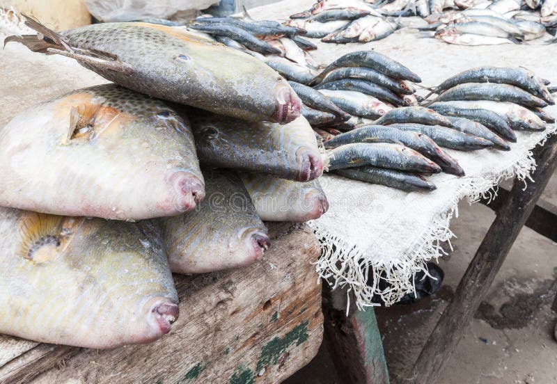 Red Senegal Snapper Fish. stock image. Image of marine - 138770991