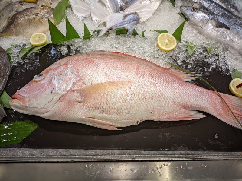 Fresh Seafood on Ice at the Fish Market Stock Image - Image of healthy ...