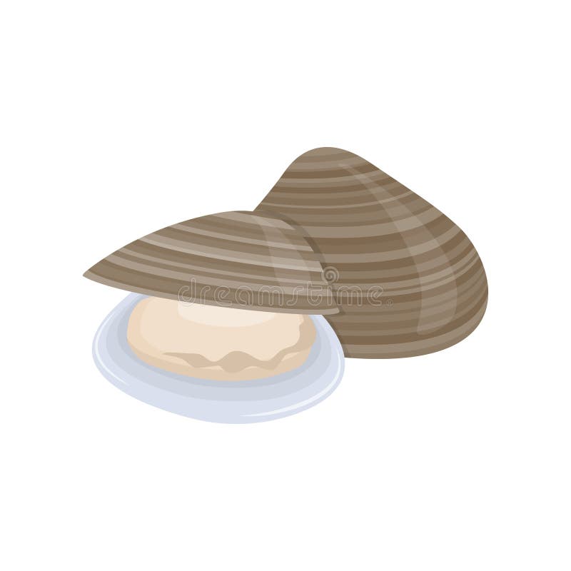 Fresh Seafood Ingredient Clams Cartoon Vector Isolated Illustration ...