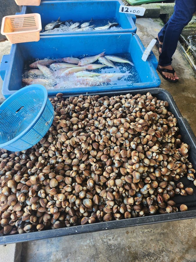 Fresh Seafood Kerang and Fish Stock Photo - Image of fresh, kerang ...