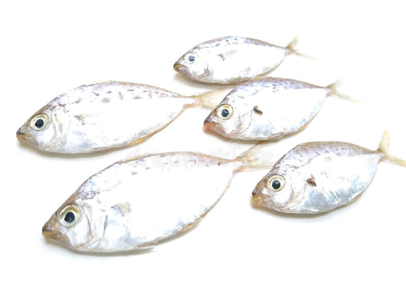 121 Silver Belly Fish Stock Photos - Free & Royalty-Free Stock Photos ...