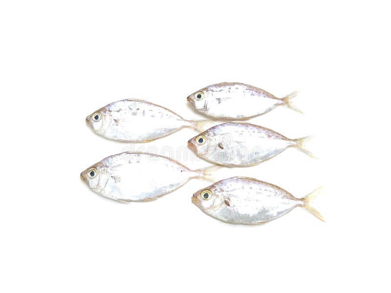 Fresh Seafood, Silver Belly Fish Isolated on White Background ...