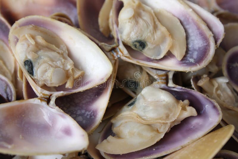 Fresh seashells stock image. Image of open, fresh, care - 17130471