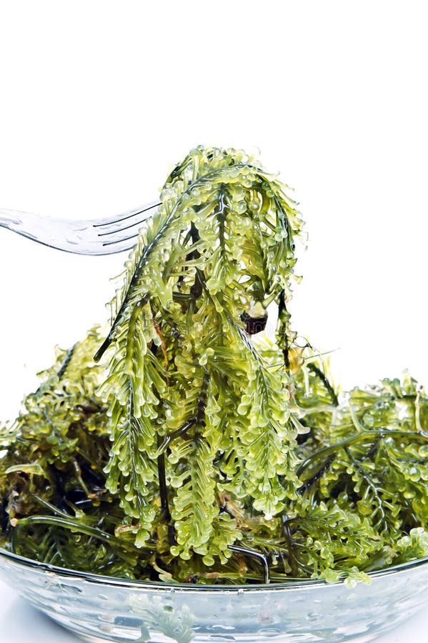 Fresh seaweed stock photo. Image of speciality, organic - 26642554