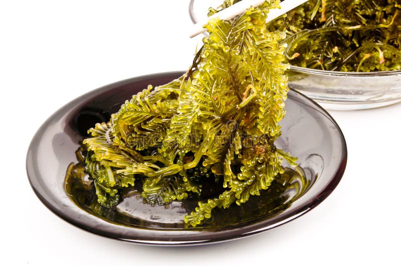 Fresh seaweed stock image. Image of seaweed, leaf, japanese - 26642547 Fresh seaweed stock image. Image of seaweed, leaf, japanese - 26642547